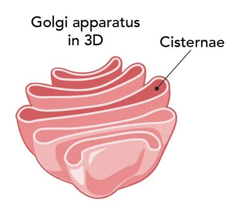 Golgi Apparatus Function The Post Office Inside The Cells Rs Science