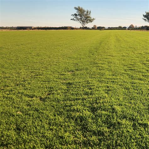 Buy Tiftuf Bermuda Grass Sydney Online Musturf