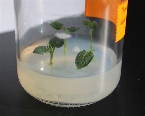 Shanda Polonio On Linkedin Potato Tissueculture Micropropagation