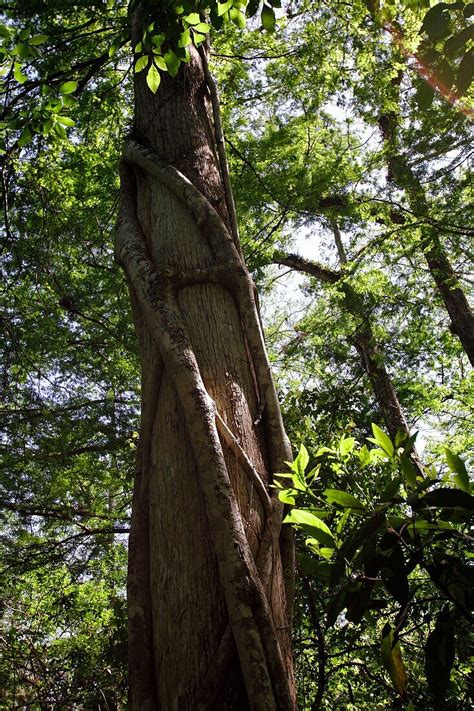 Ficus Aurea The Florida Strangler Fig … License Image 70610076