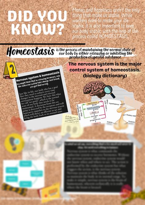 Solution What Is Homeostasis Facts About Homeostasis Studypool