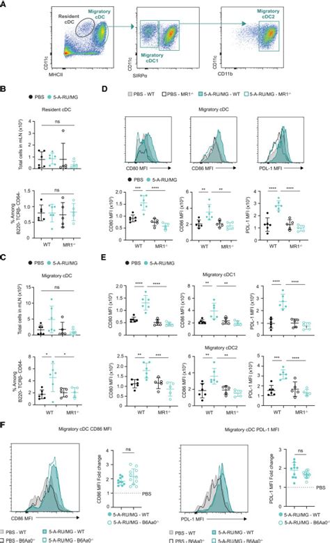 Mait Cells Activate Dendritic Cells To Promote Tfh Cell Differentiation