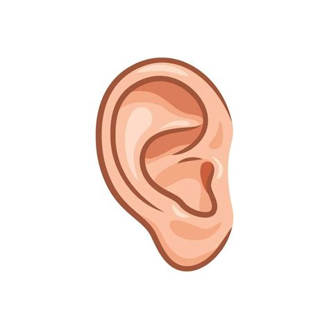 Ear Vector Art Icons And Graphics For Free Download