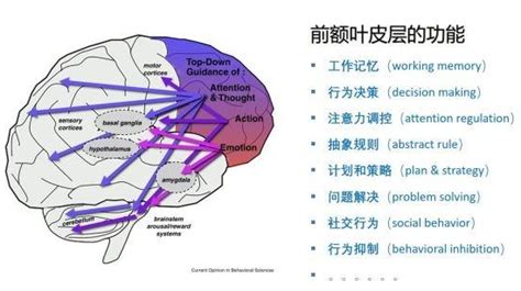为什么脑电生物反馈训练要采集前额叶皮层的脑电信号？ 知乎