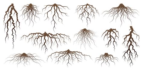 다양한 갈색 나무 또는 관목 뿌리 식물의 일부 나무 그루터기가있는 뿌리 시스템 Dendrology 우디 식물에 대한 연구 스케치