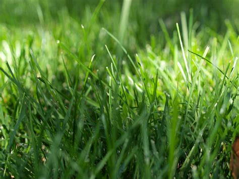 2048x1365 Grass Desktop Wallpaper Free Coolwallpapersme