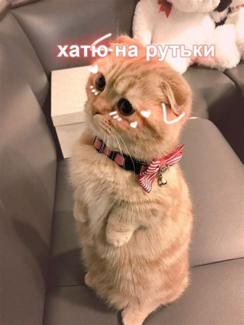 Пин от пользователя Kasprova Ekateryna на доске Мемы Милые котики