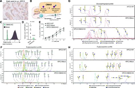 Cmas Ko In The Kpc3 Cells Eliminates Sialic Acids From Glycoproteins