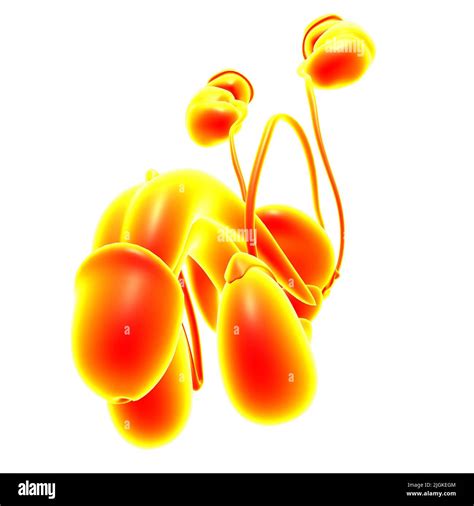 Male Reproductive System Anatomy For Medical Concept 3d Illustration