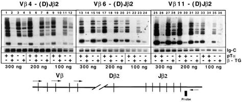 Inefficient Inhibition Of Vβ→ Djβ Rearrangements In Tcr βtransgenic
