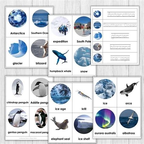Polar Bear Life Cycle And Parts Of A Polar Bear Activities Polar
