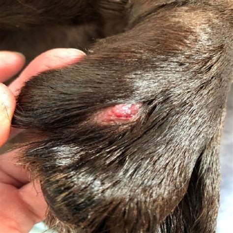 Co2 Laser Use In Interdigital Pododermatitis