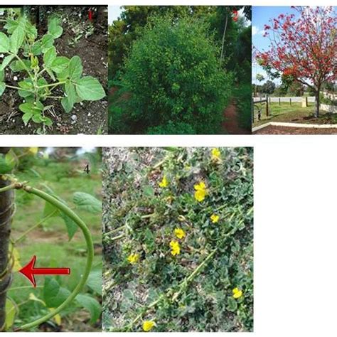 38 Showed Stomatal Types Associated And Abnormal Stomata Download Scientific Diagram