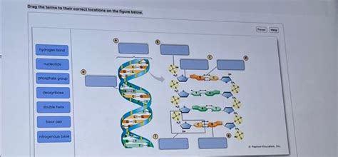 [solved] Drag The Terms To Their Correct Locations On The F