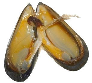 Moule