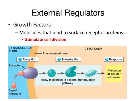 Regulation Of The Cell Cycle And Cancer Ppt Download