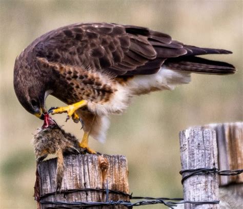Swainsons Hawk Feasting On A Gopher Wyoming Usa R Birdsofprey
