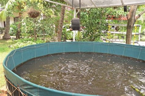 Inovasi Budidaya Udang Vannamei Semula Di Air Asin Kini Beralih Ke Air