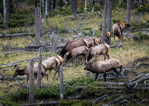 Black Hills Elk Harem Photograph By Leith Sandness Fine Art America