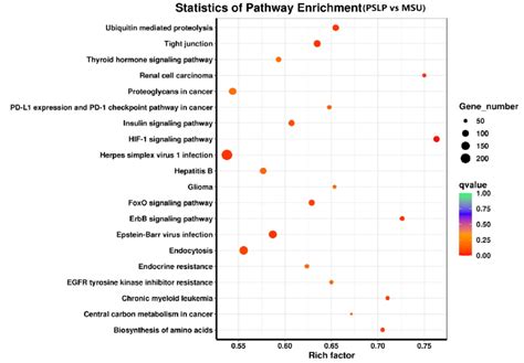 The Kegg Pathway Enrichment Analysis Of Degs Kegg Pathway Analysis Of Download Scientific
