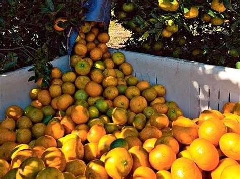 Laranja é o alimento maior risco de contaminação por agrotóxico diz Anvisa