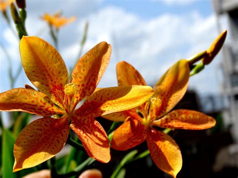 ベランダの花と蜂 街で見かけろる草花