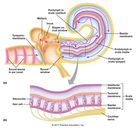 Tectorial Membrane Ear