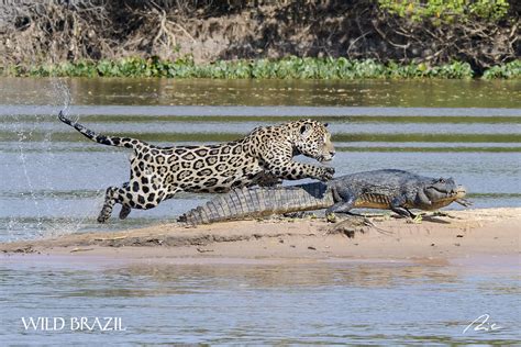 Pantanal Safaris Wild Brazil