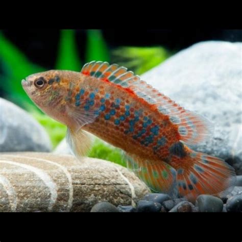 Badis Ruber Aqualovers