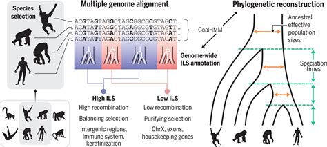 Pervasive Incomplete Lineage Sorting Illuminates Speciation And