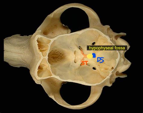 Neuroanatomy Week 2 Lecture And Lab Flashcards Quizlet