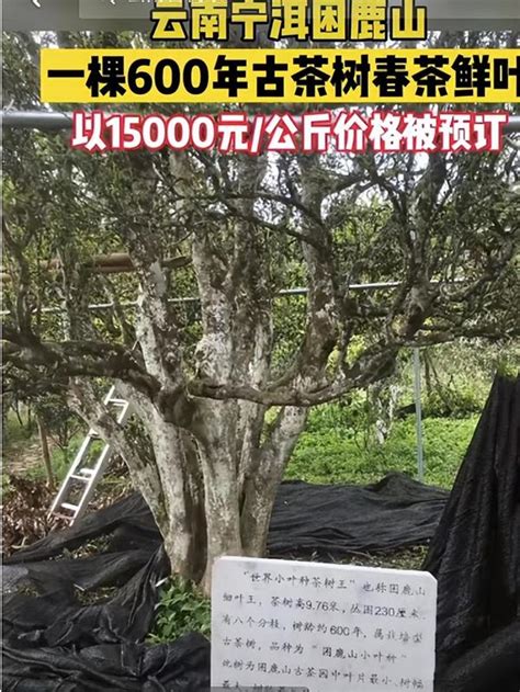 困鹿山皇家御用贡茶普洱茶中顶端天花板的代表 知乎