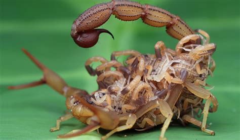 Insecticida Urbano Para Eliminar Plagas De Alacrán Agrosense