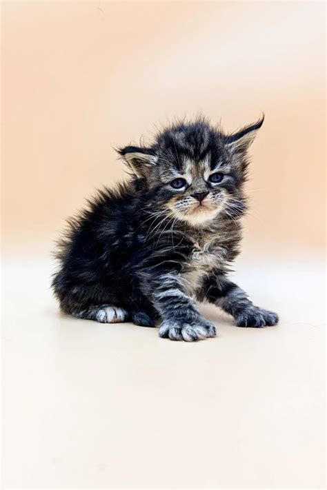 Flory The Polydactyl Maine Coon Kitten Awaits You