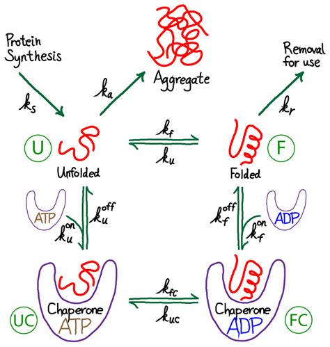 Chaperone Aided Protein Folding Physical Lens On The Cell