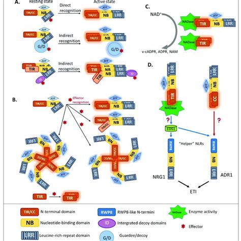 Schematic View Of Pattern Triggered Immunity Pti And Download Scientific Diagram