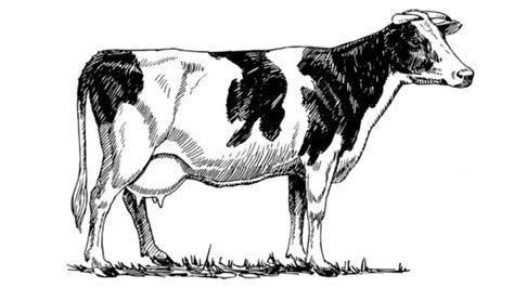 Ile Krowa Ma żołądków Odpowiedź Może Cię Zaskoczyć Sprawdź