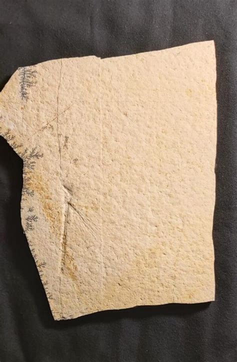 Solnhofen Dragonfly Protostenophlebia Jurassica Rare Fossil Cave