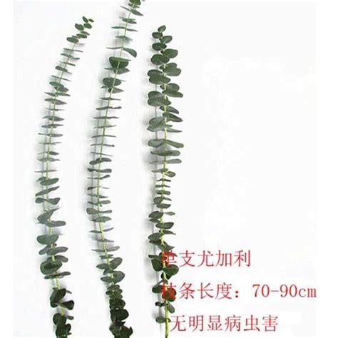小叶尤加利单枝 枝条均匀