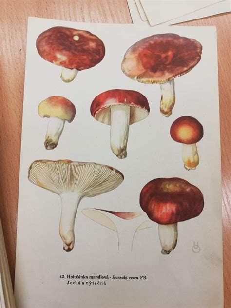 Mushroom Reference