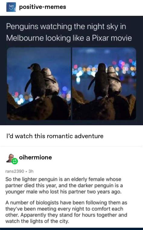 How To Make Adults Cry With Penguins Maetel Scrolller
