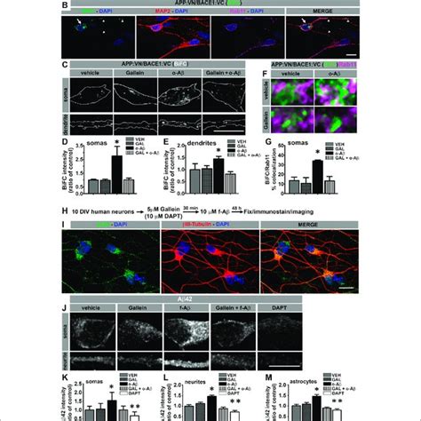 Aβ Assemblies Promote App Vn Bace1 Vc Interaction And Intracellular
