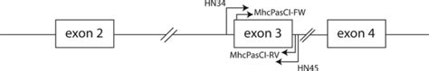 Schematic Representation Of Part Of An Mhc Class I Gene Arrows Download Scientific Diagram