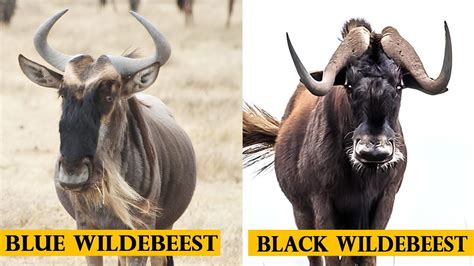 All Types Of Wildebeest Species Youtube
