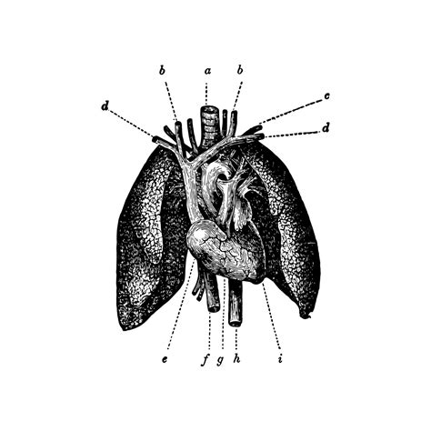 Premium Vector Anatomy Sketch Of The Human Heart And Lungs Vector