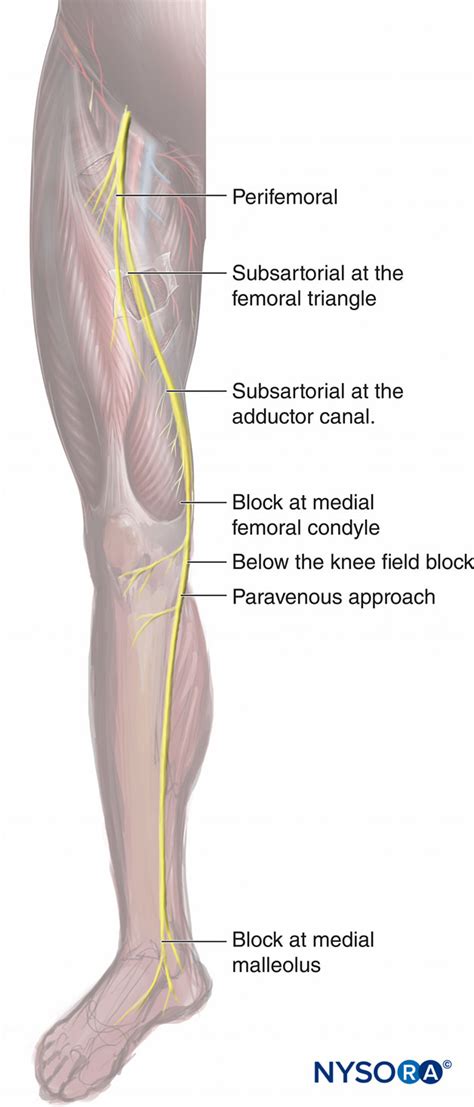 Adductor Canal