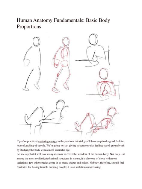 Human Anatomy Fundamentals Basic Body Proportions Pdf Pelvis Hip