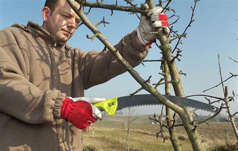 A Comprehensive Guide To Tree Pruning Techniques Tree Service Placer