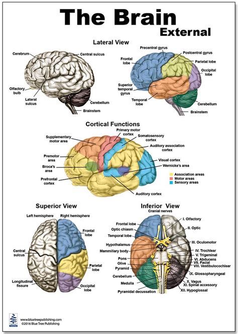 Brain External Regular Poster Human Brain Diagram Brain Anatomy And