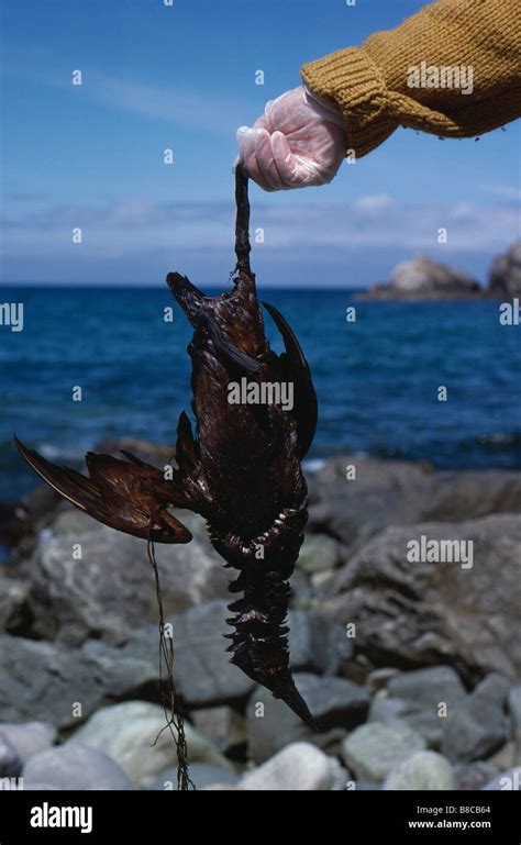 Wales Oil Spill Hi Res Stock Photography And Images Alamy